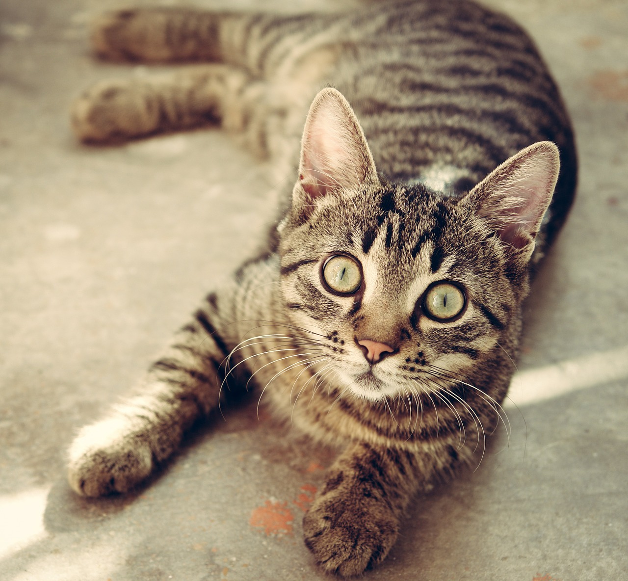 Cool Cat Coats The Truth Behind Your Cat s Mustache